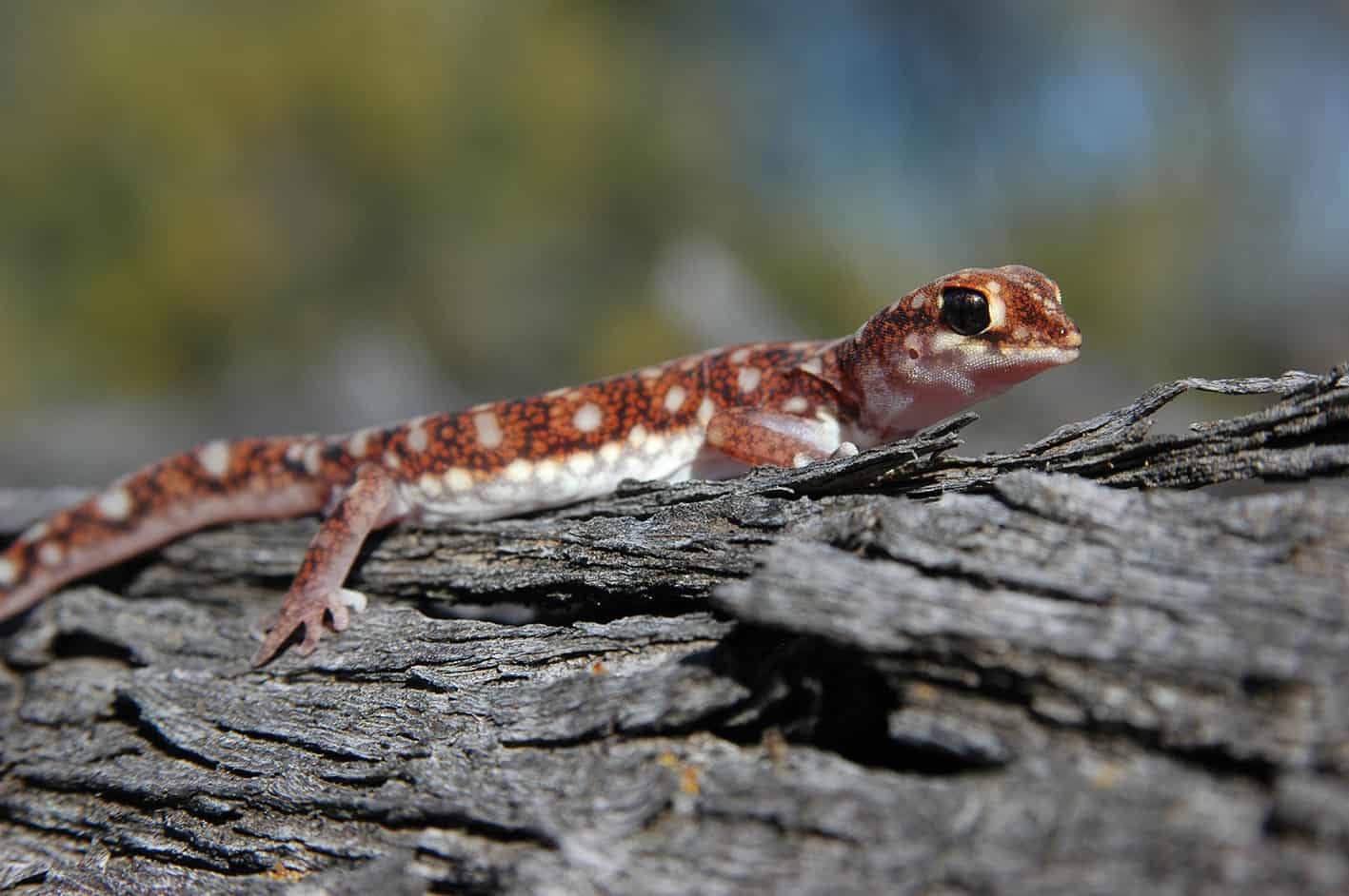 Community - The Western Australian Biodiversity Science Institute
