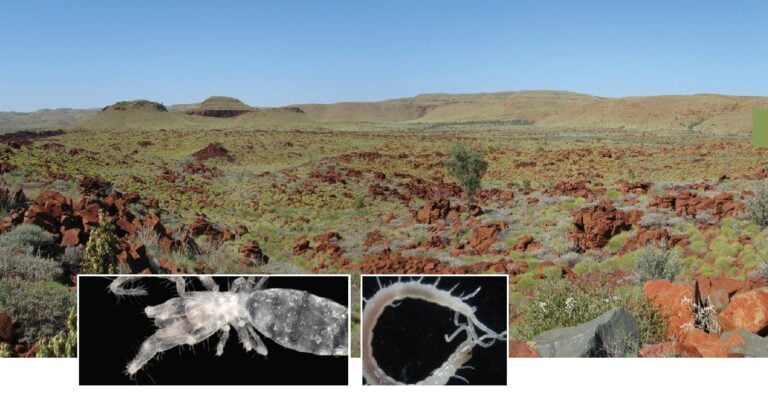 Research update 2021: Subterranean Fauna Research Program - The Western ...