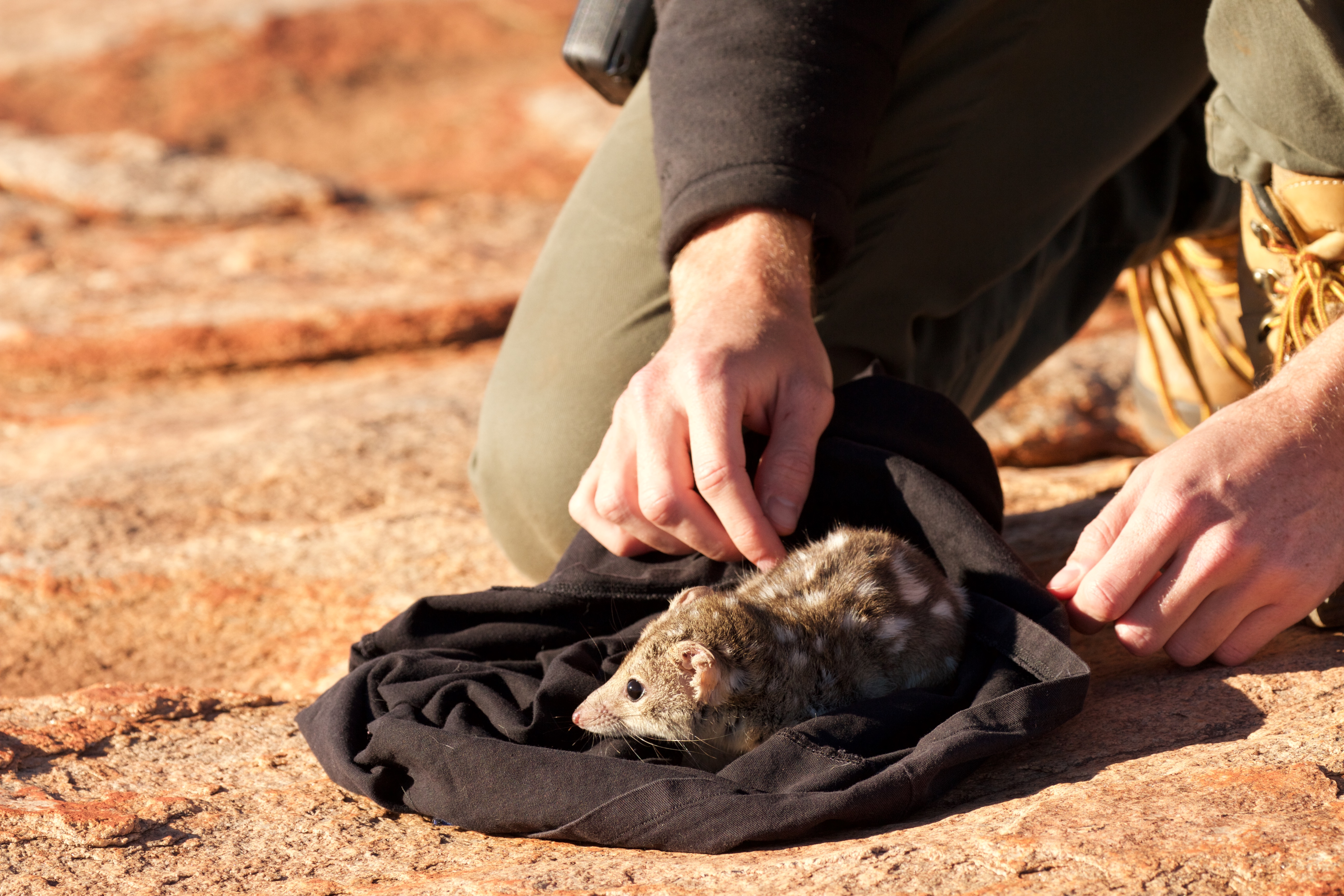 Developing novel management - The Western Australian Biodiversity ...