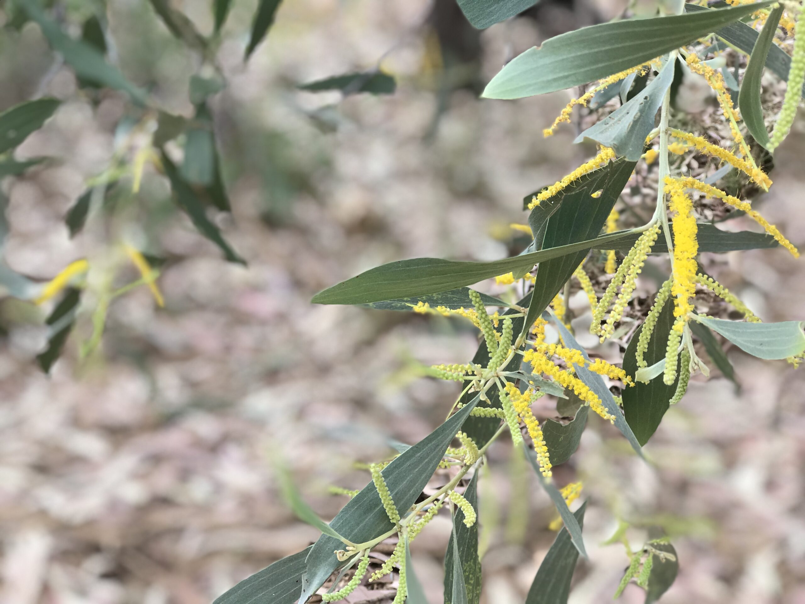 Delivery - The Western Australian Biodiversity Science Institute