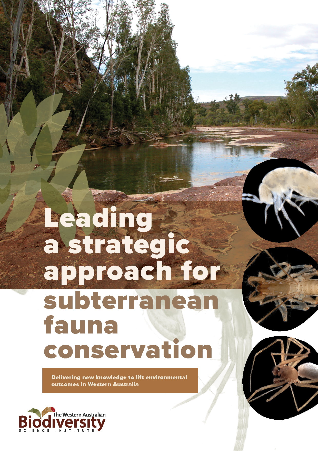 Leading a strategic approach for subterranean fauna conservation - The ...