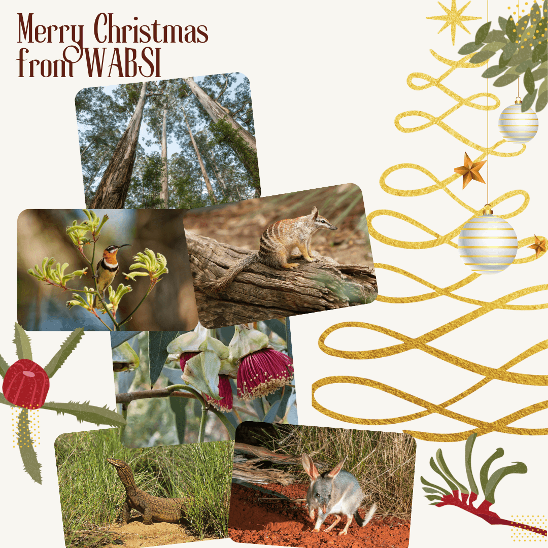 Merry Christmas from WABSI: Office closes 19.12.24 and reopens 06.01.25 ...