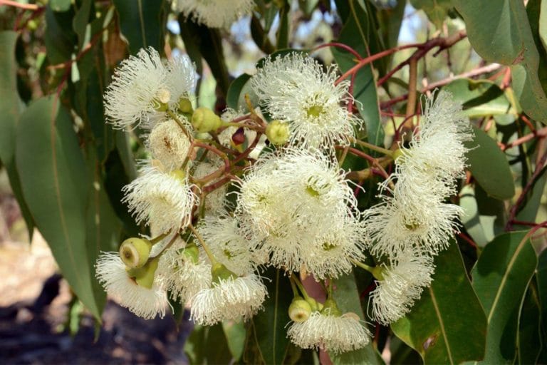 On Country: Hot and dry Bunuru brings white flowers in full bloom - The ...